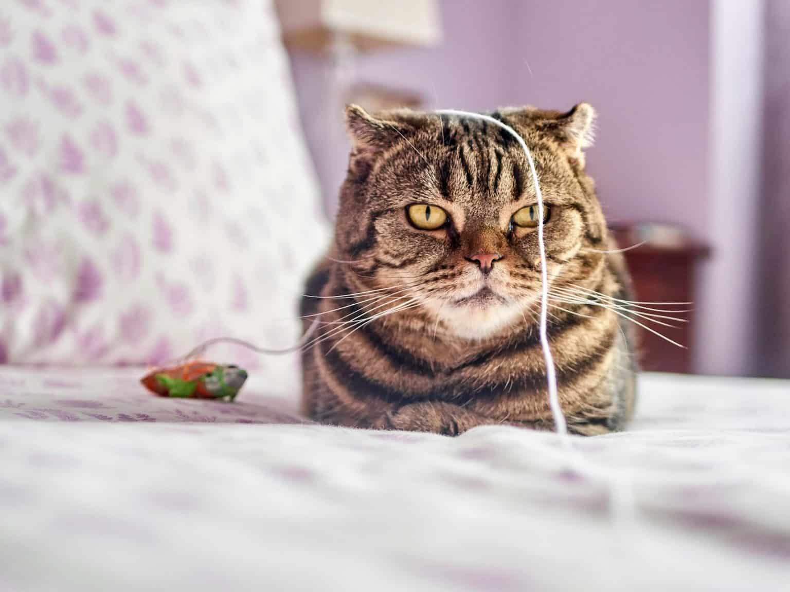 10 Indoor Cat Enrichment Ideas to Keep Your Feline Happy & Active ...